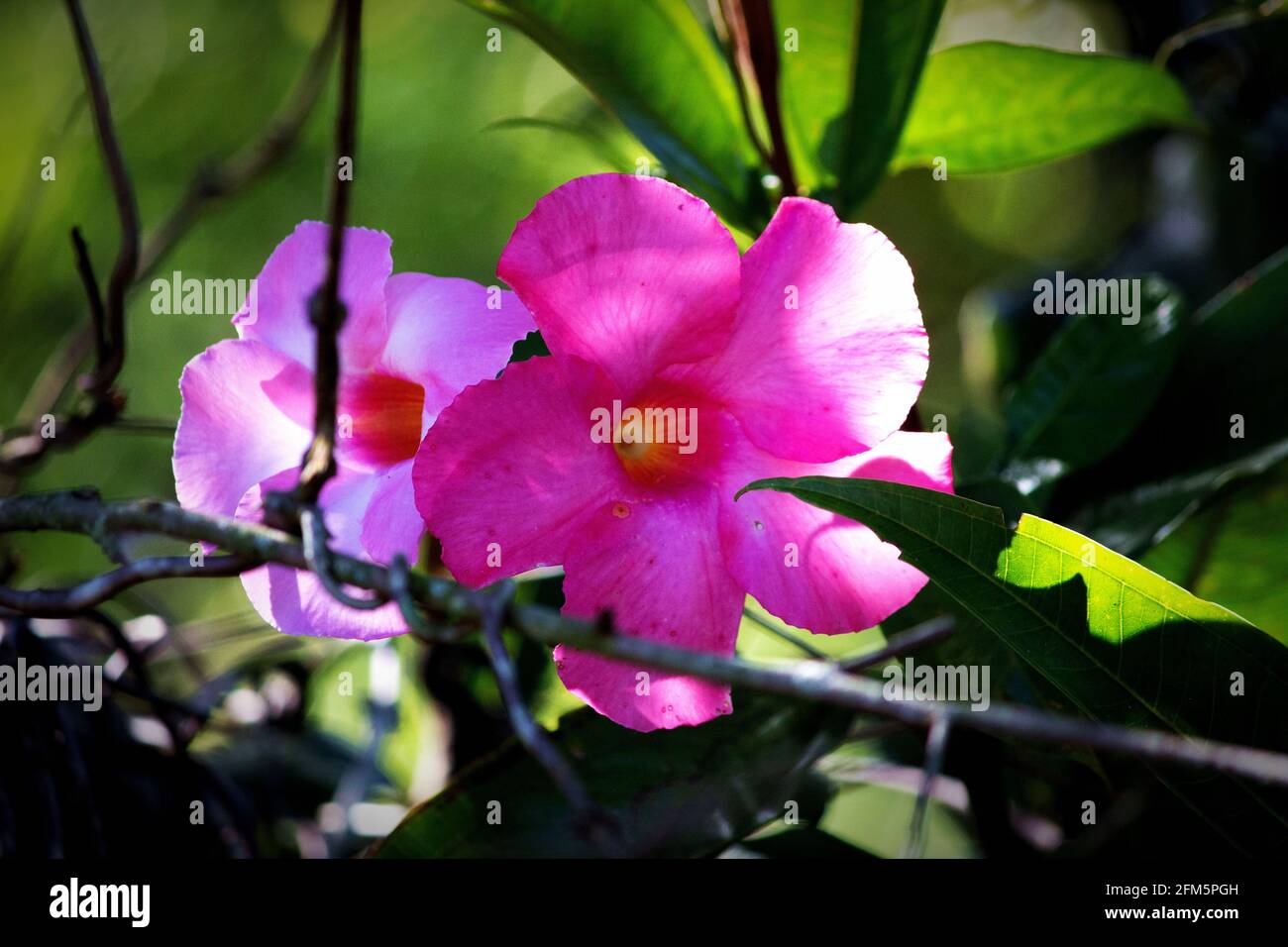 Flower native to the tropical region of Brazil Stock Photo - Alamy