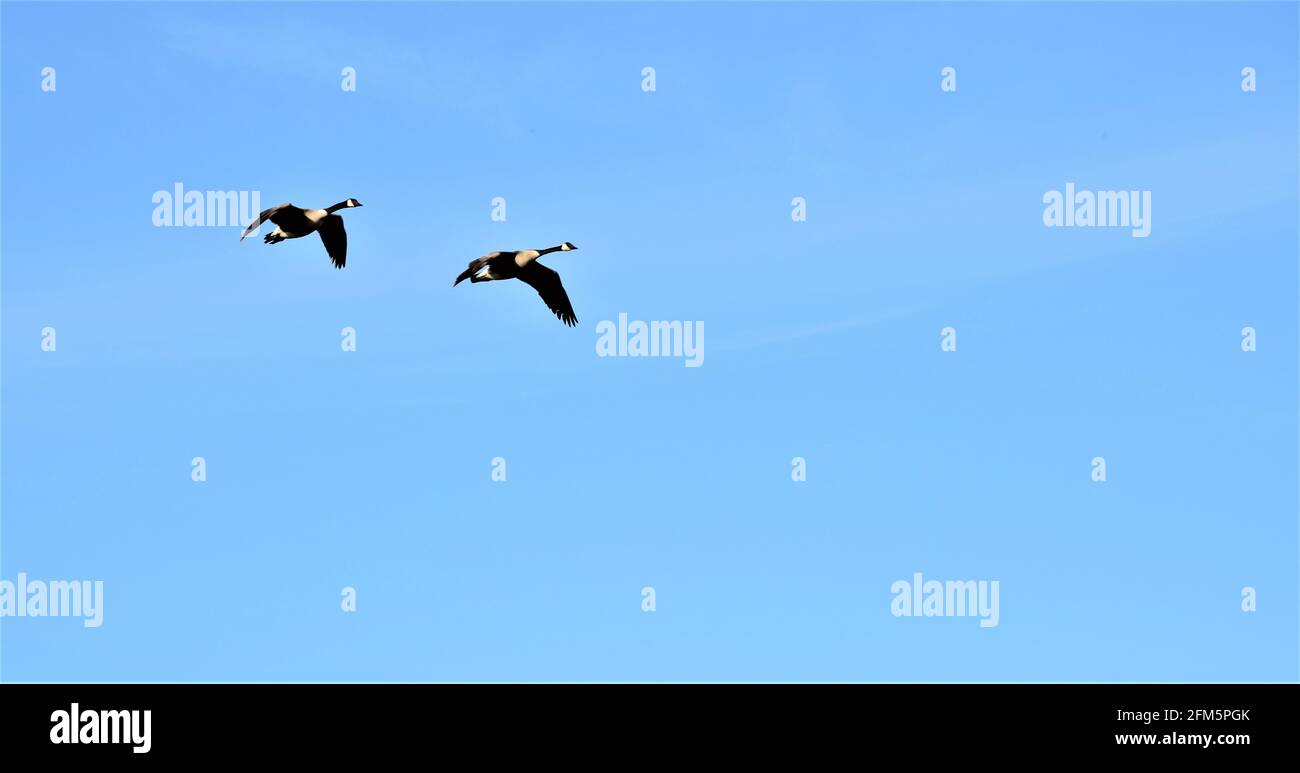 Canadian Geese in flight Stock Photo - Alamy
