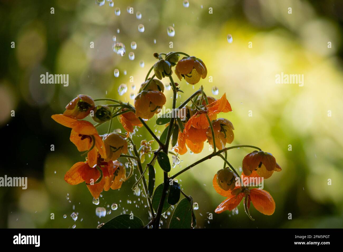 Flower native to the tropical region of Brazil Stock Photo - Alamy