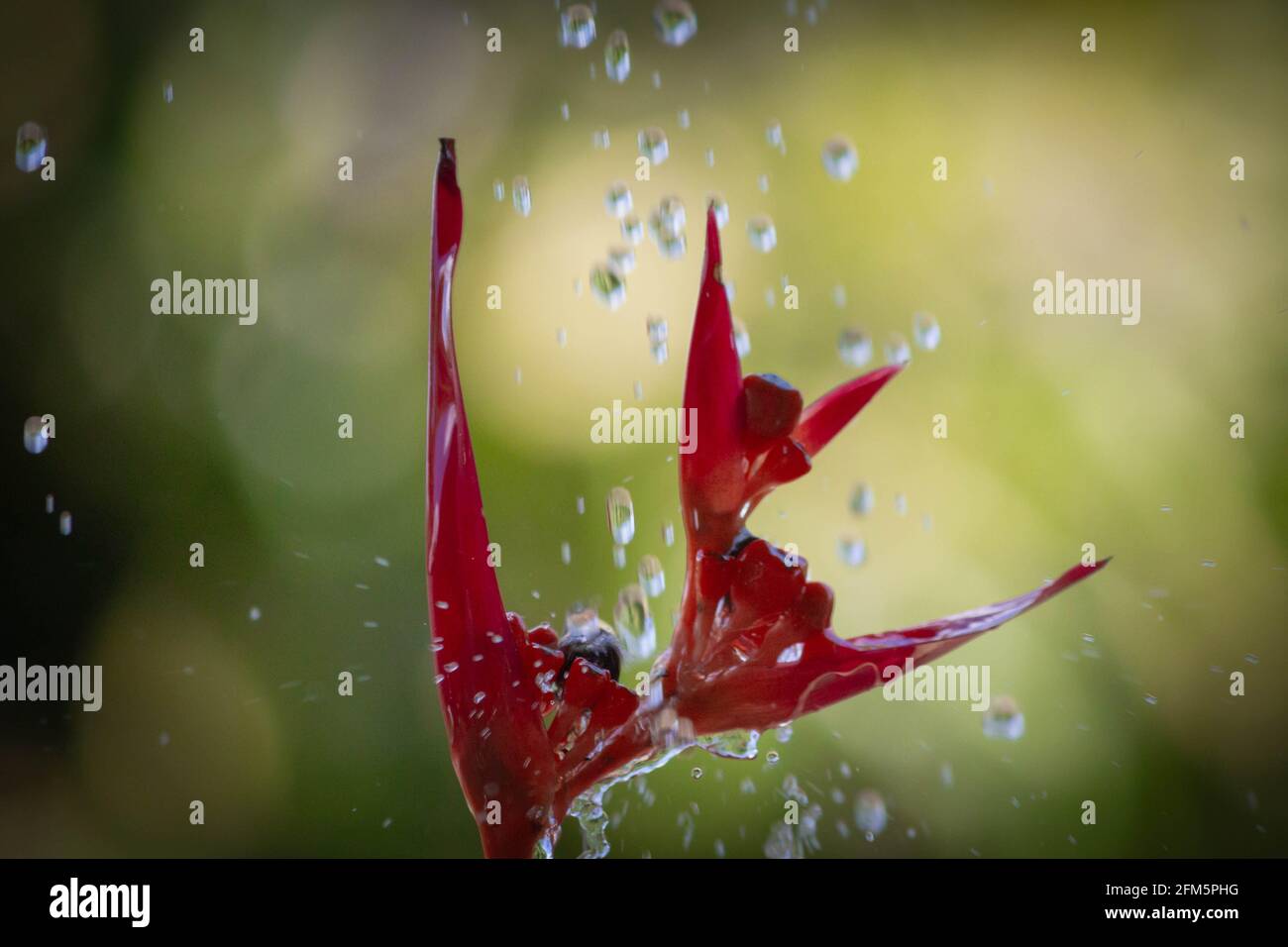 Flower native to the tropical region of Brazil Stock Photo - Alamy