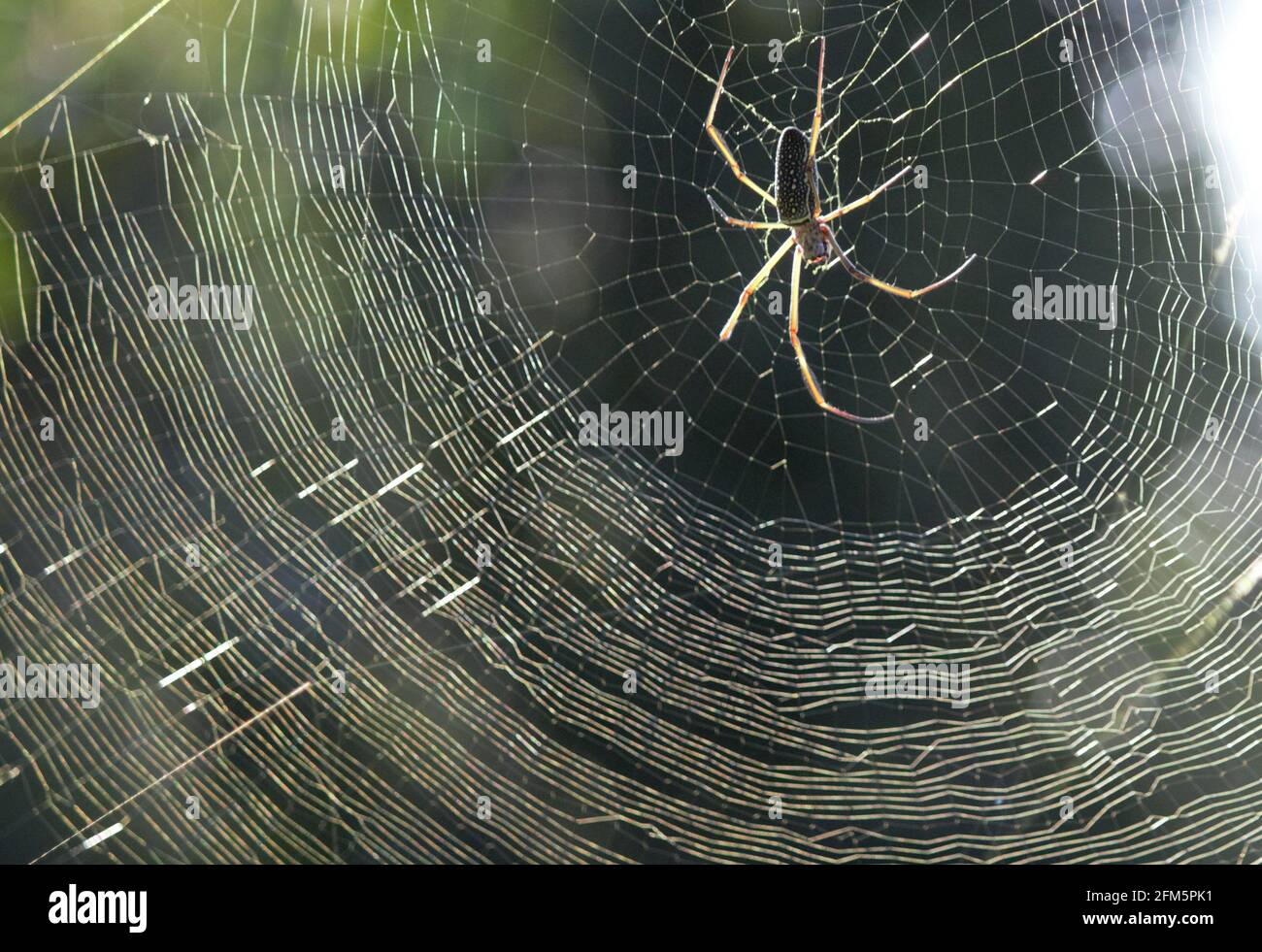 Large tropical spider working on its web Stock Photo - Alamy