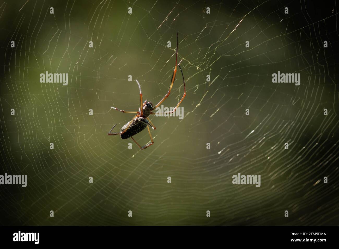 Large tropical spider working on its web Stock Photo - Alamy