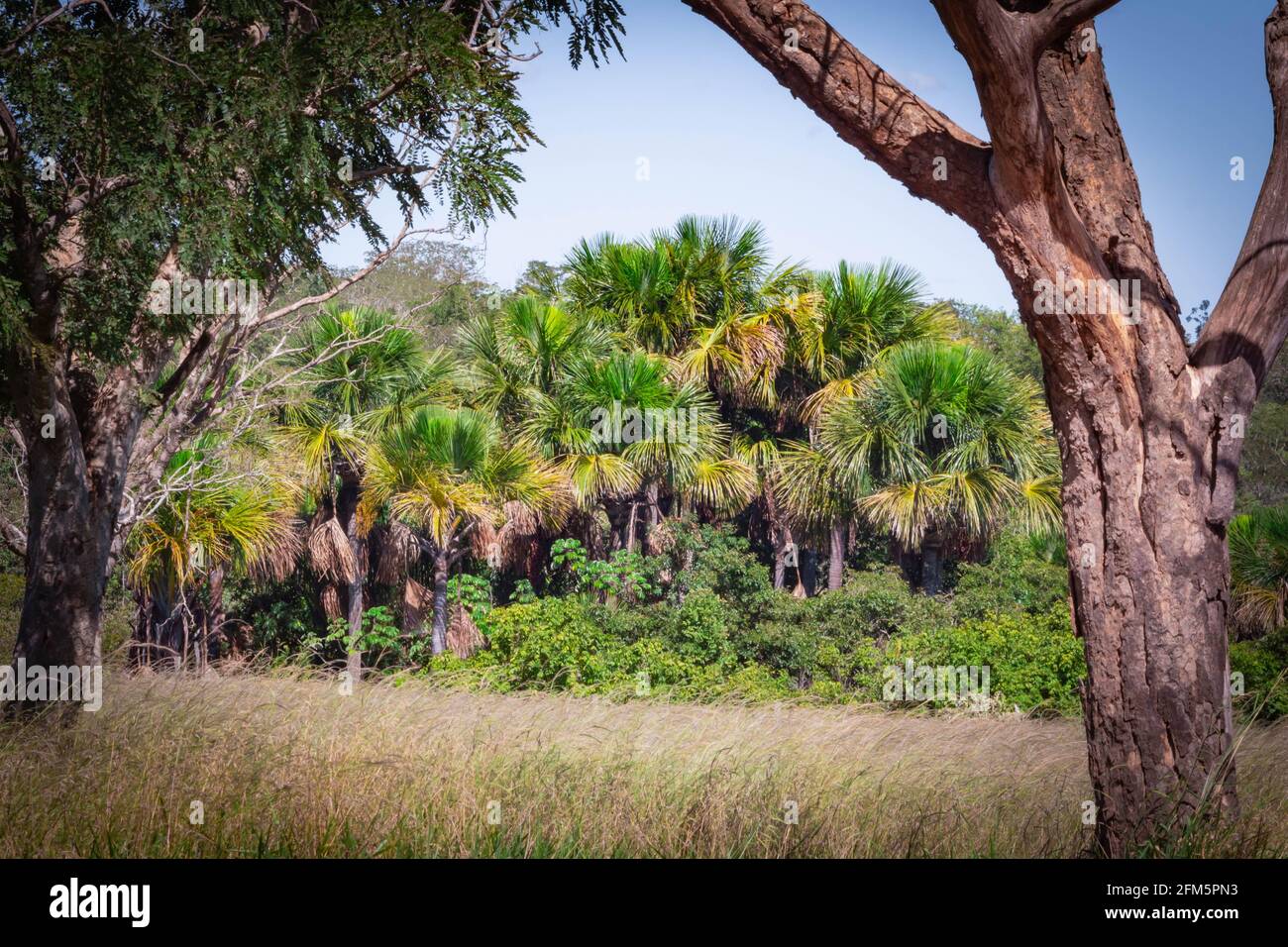 Landscape and vegetation of the Brazilian cerrado Stock Photo - Alamy