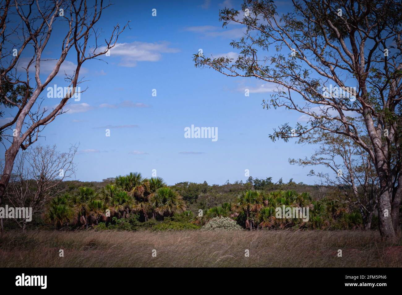 Landscape and vegetation of the Brazilian cerrado Stock Photo - Alamy