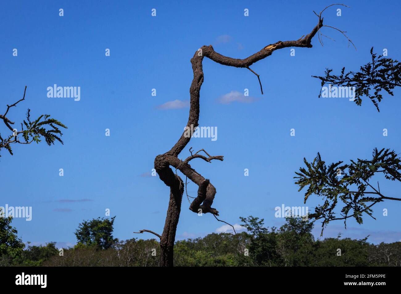 Brazilian cerrado hi-res stock photography and images - Alamy