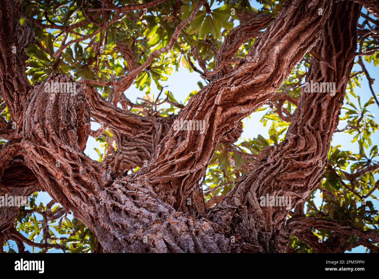 Landscape and vegetation of the Brazilian cerrado Stock Photo - Alamy