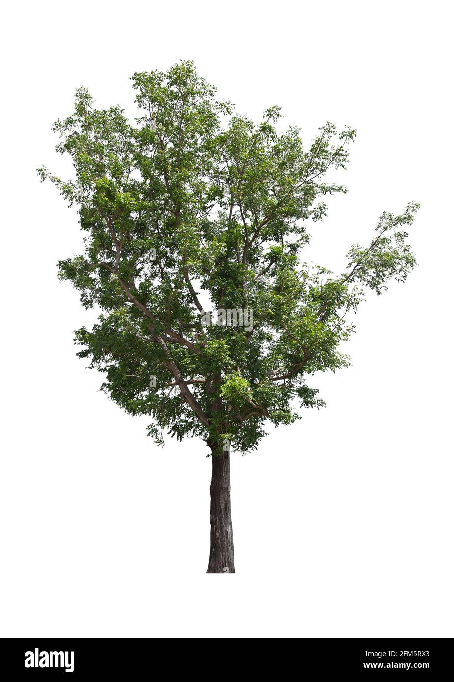 Beautiful green tree isolated on white background Stock Photo - Alamy