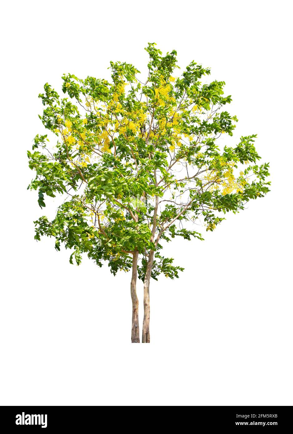 Cassia fistula tree or Golden shower National tree of Thailand and isolated on white background ...