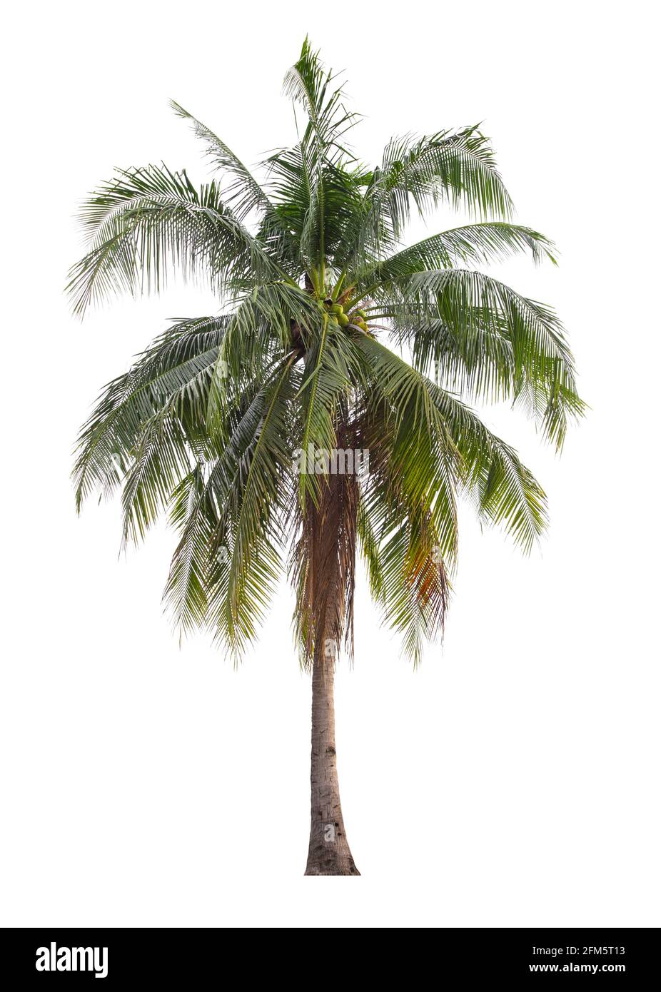 Coconut tree isolated on white background Stock Photo - Alamy