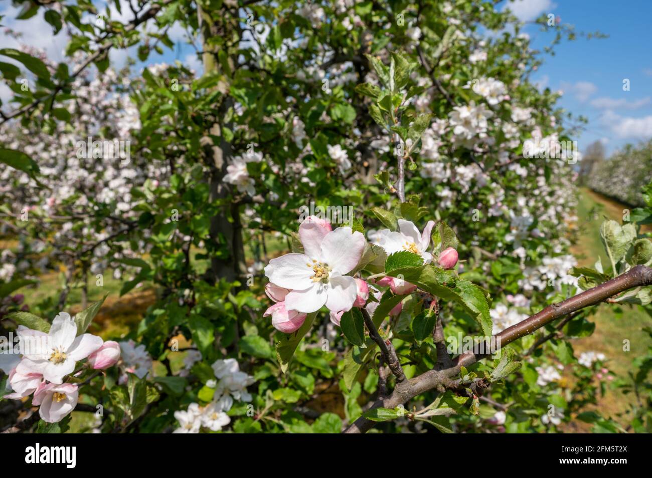 Spring pink blossom of apple trees on fruit orchards in Zeeland, the ...