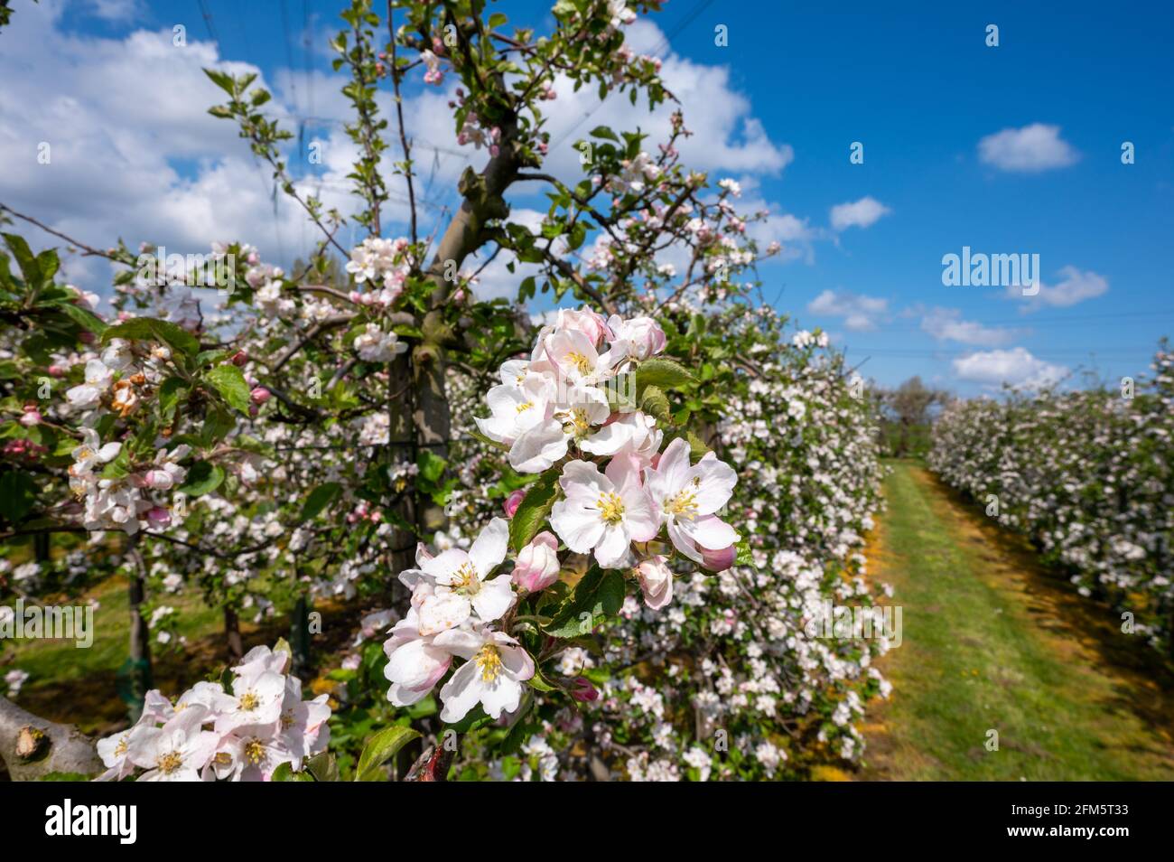 Spring pink blossom of apple trees on fruit orchards in Zeeland, the ...