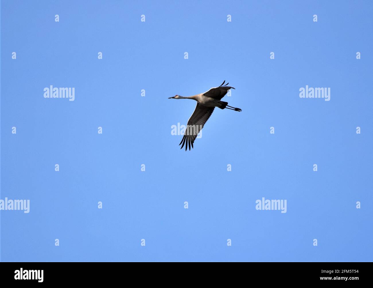Sandhill Crane in flight Stock Photo - Alamy