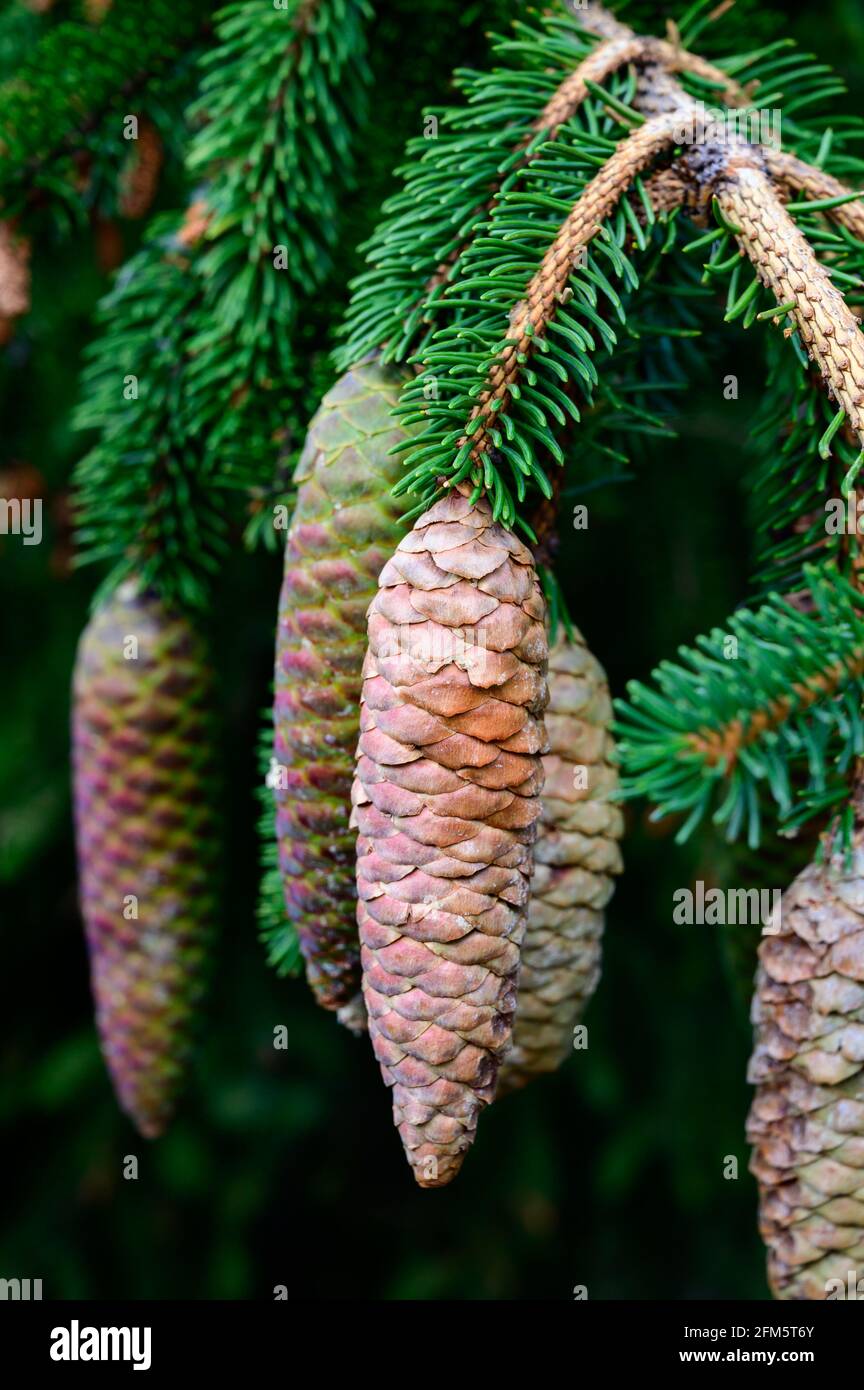 Evergreen fir tree with cones close up and French Alps mountains on ...