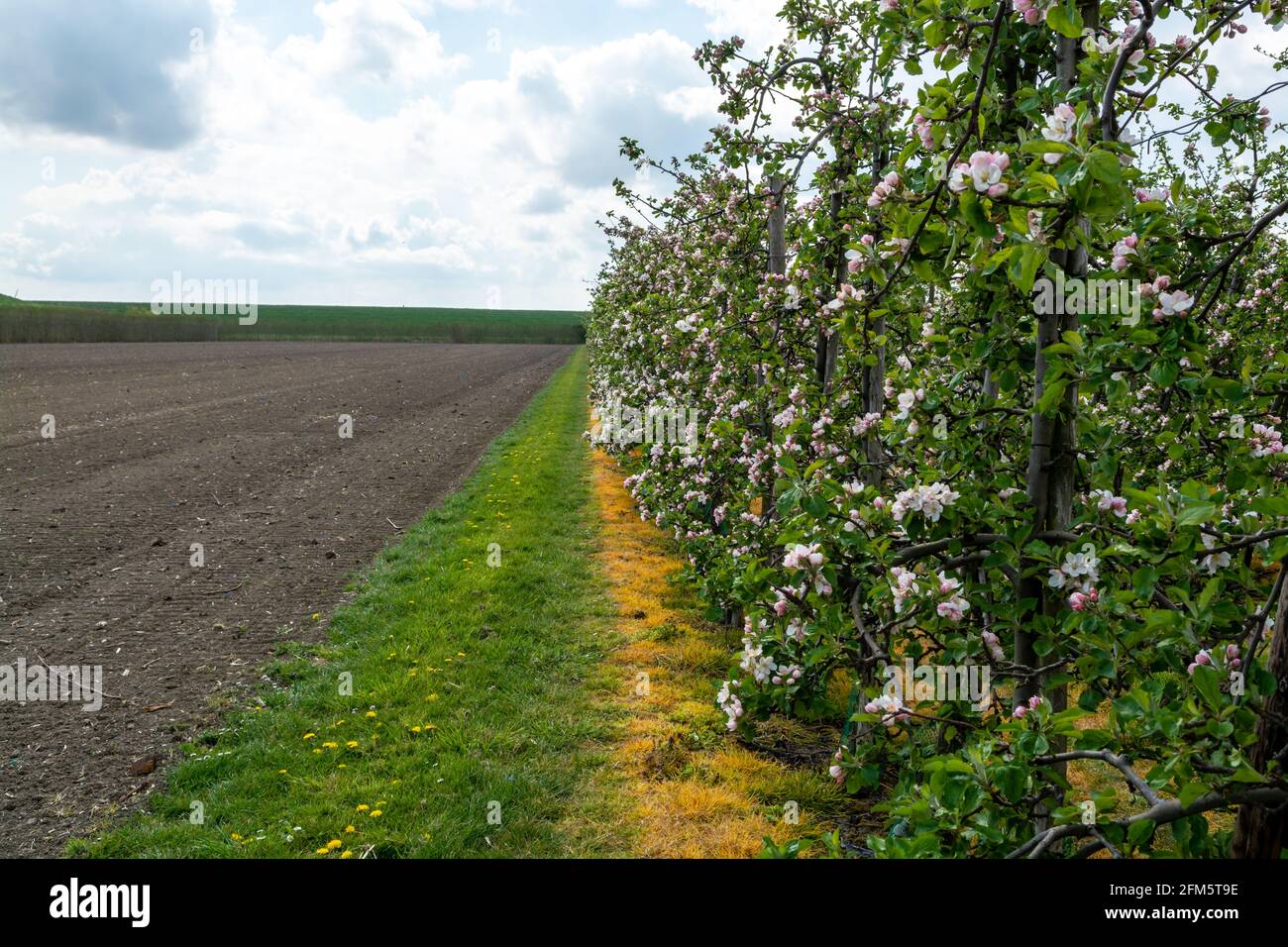 Spring pink blossom of apple trees on fruit orchards in Zeeland, the ...