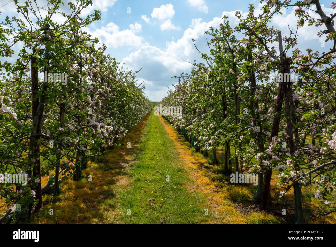 Spring pink blossom of apple trees on fruit orchards in Zeeland, the ...