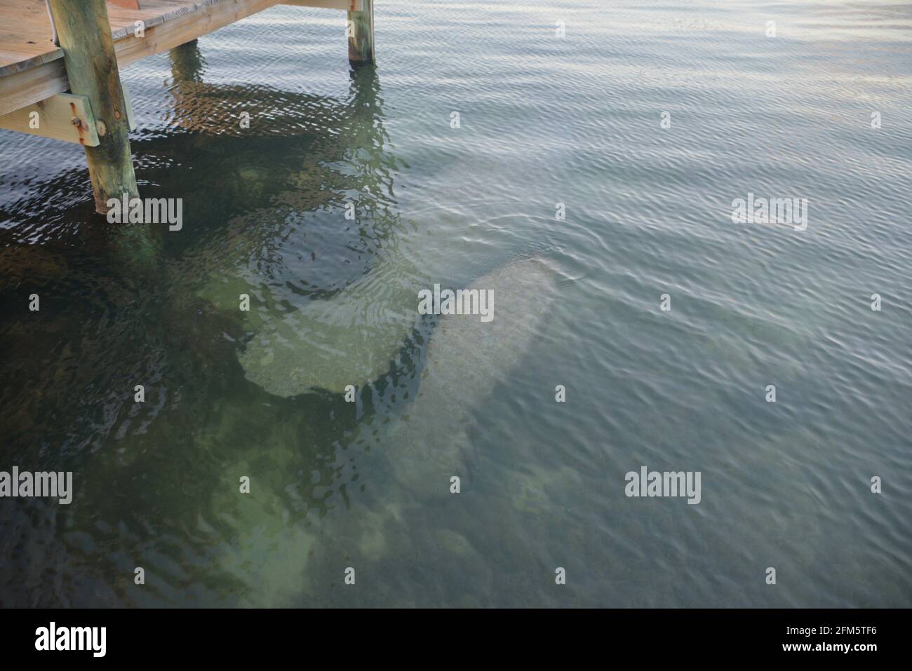 Manatee "sea cow" aquatic animals underwater Stock Photo - Alamy