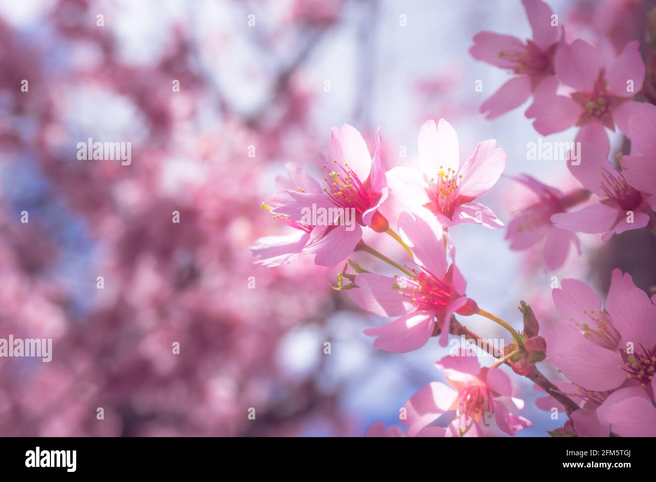 Cherry blossom in spring Stock Photo - Alamy