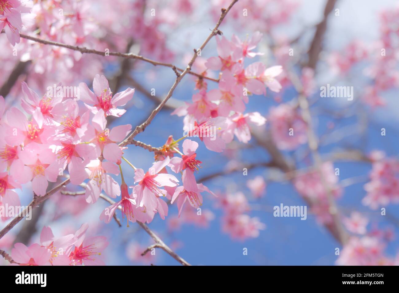 Cherry blossom in spring Stock Photo - Alamy
