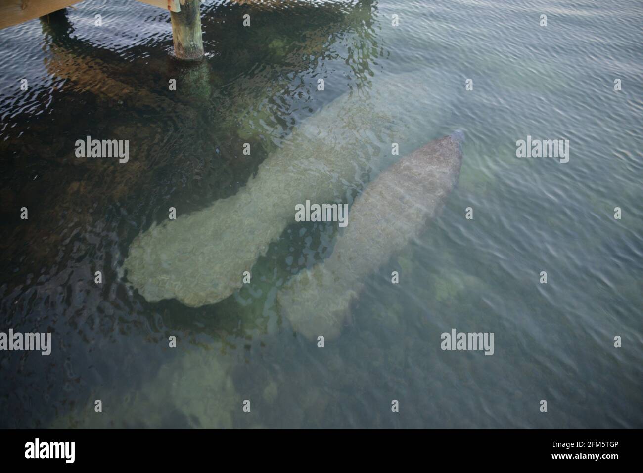 Manatee "sea cow" aquatic animals underwater Stock Photo - Alamy