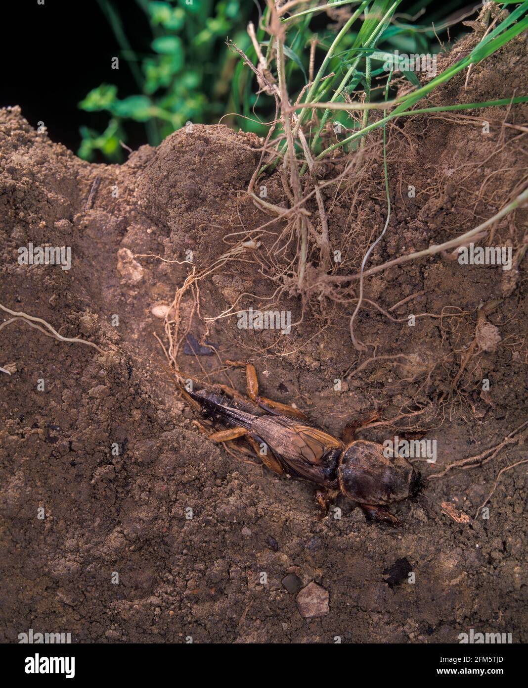 Gryllotalpa High Resolution Stock Photography and Images - Alamy
