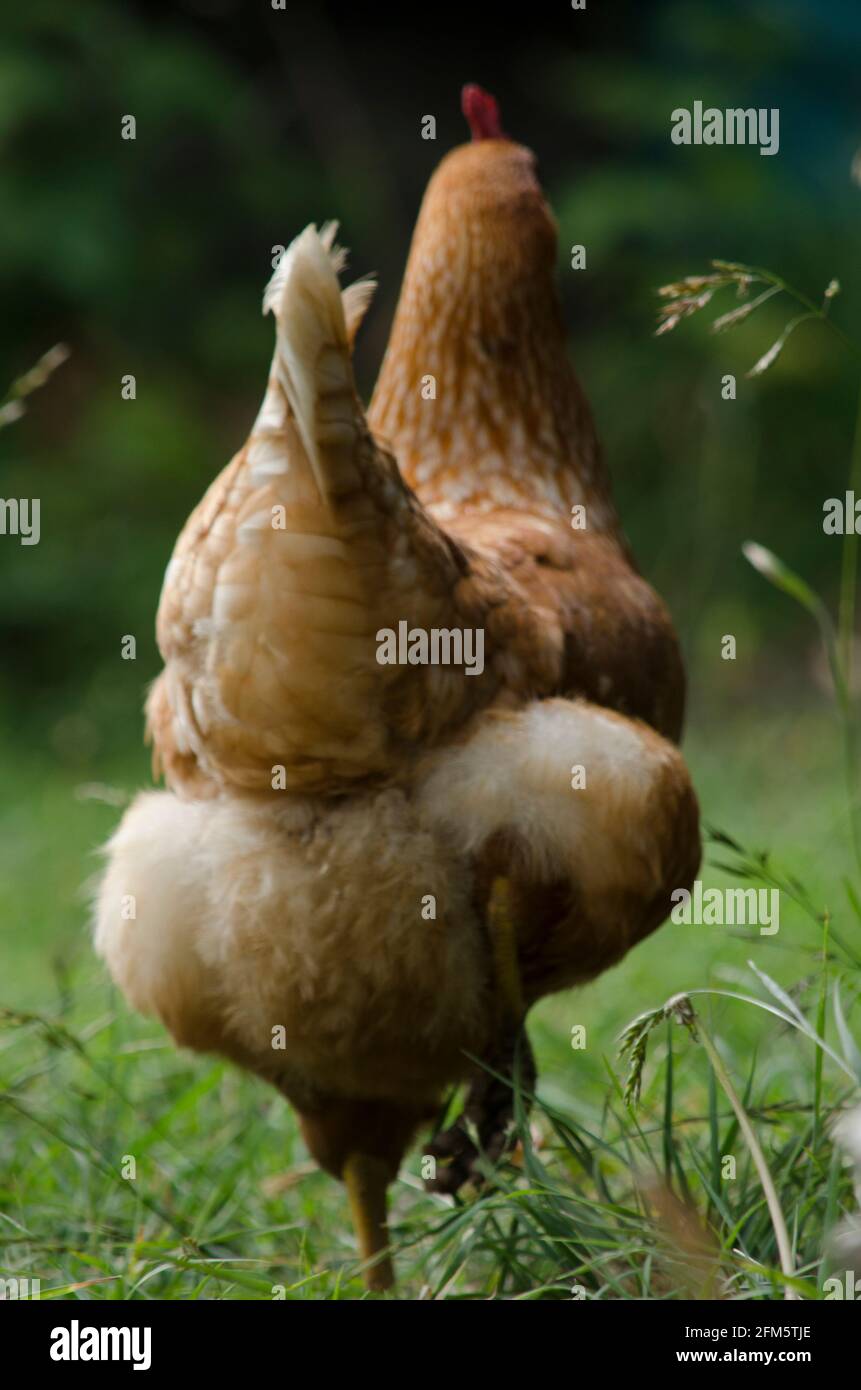 Farm Birds Red Laying Hens Walking Through The Pasture Hens