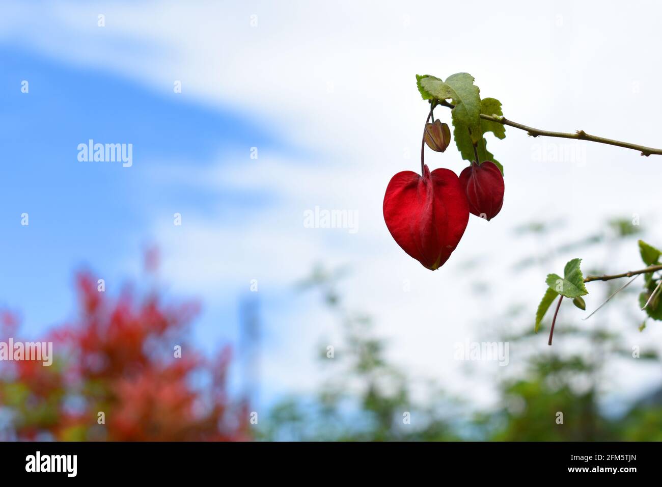 Red heart shaped flower Stock Photo - Alamy