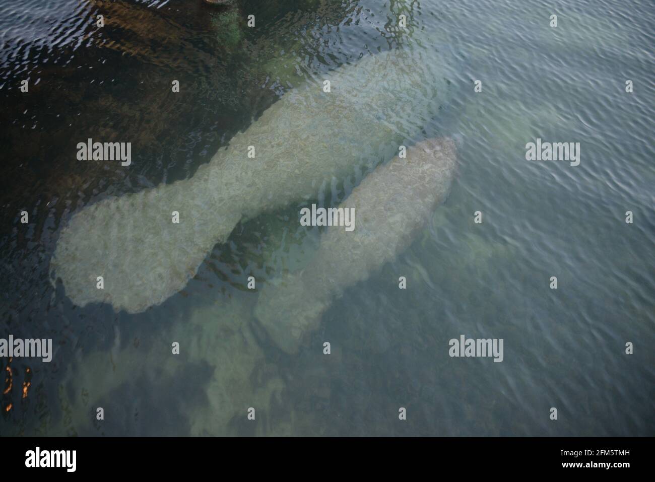 Manatee "sea cow" aquatic animals underwater Stock Photo - Alamy