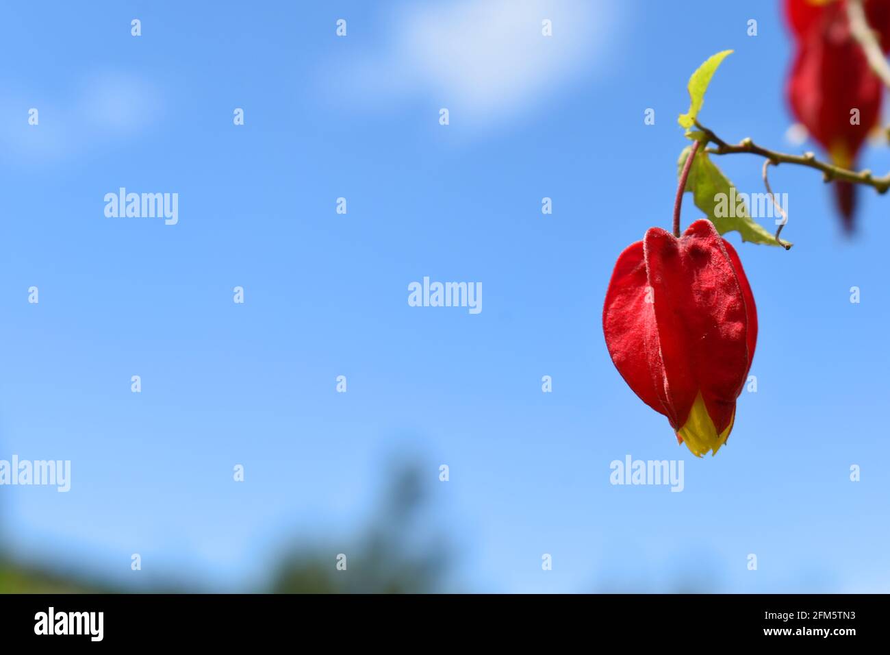 Red heart shaped flower Stock Photo - Alamy