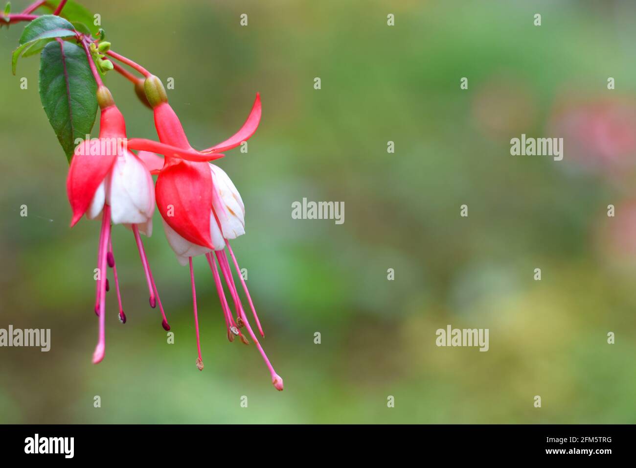 Popular garden shrubs hi-res stock photography and images - Alamy