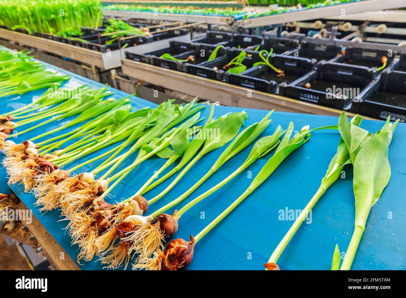 Fresh tulips on a blue conveyor belt in a Dutch greenhouse ready for ...