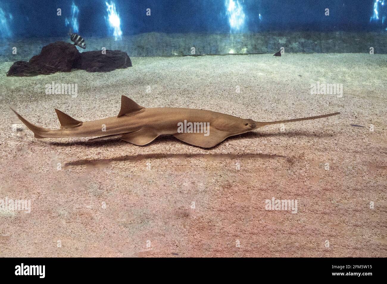 sawfish underwater close up detail of mouth and saw Stock Photo - Alamy