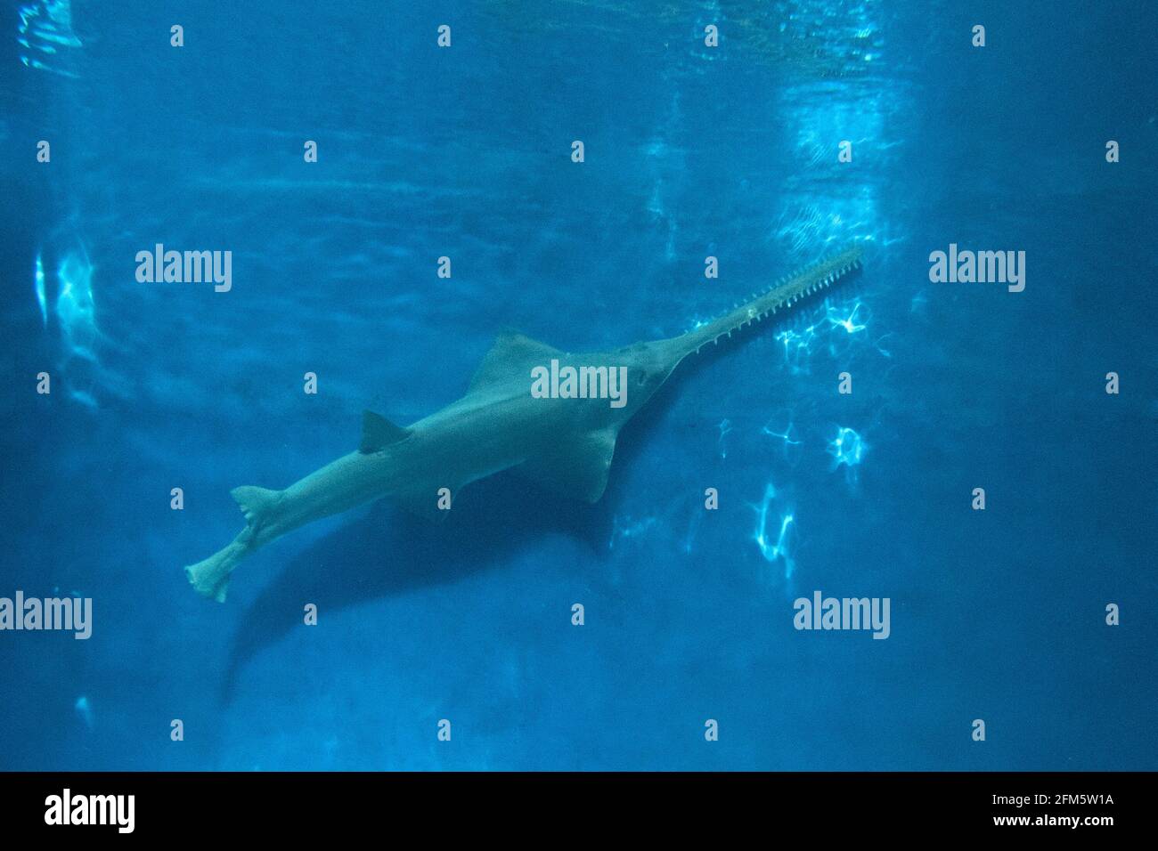 Mouth of sawfish hi-res stock photography and images - Alamy