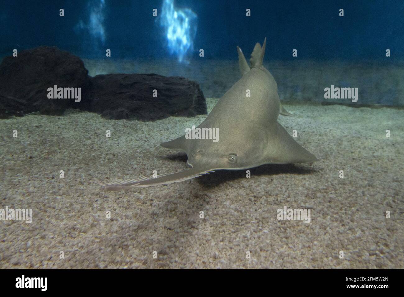 sawfish underwater close up detail of mouth and saw Stock Photo - Alamy