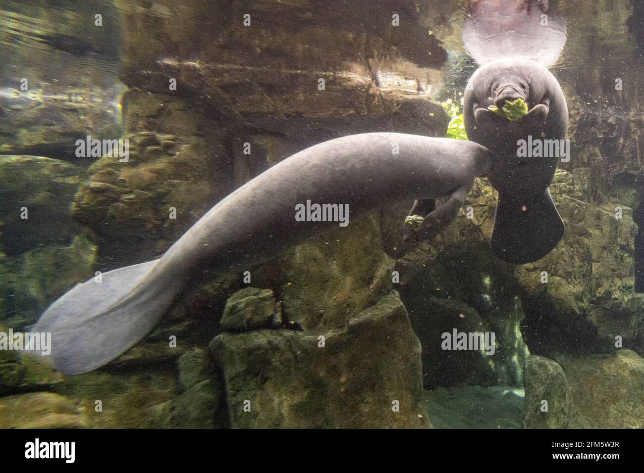 baby newborn manatee close up portrait underwater Stock Photo - Alamy