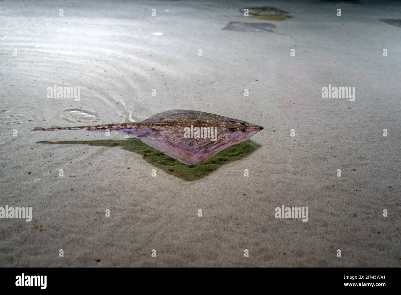 sting ray fish on sea surface and sand bottom Stock Photo - Alamy