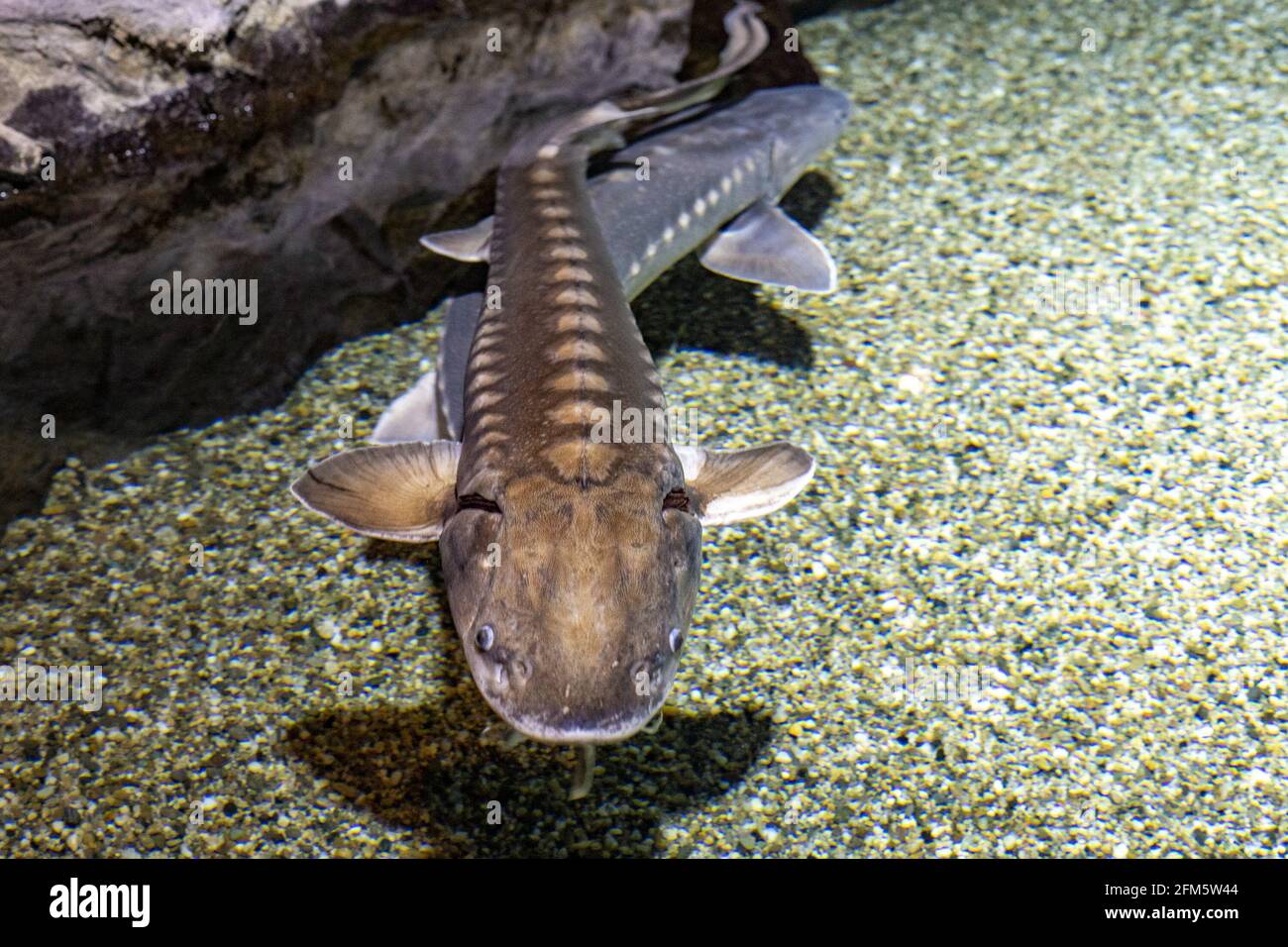 Huso huso hi-res stock photography and images - Alamy