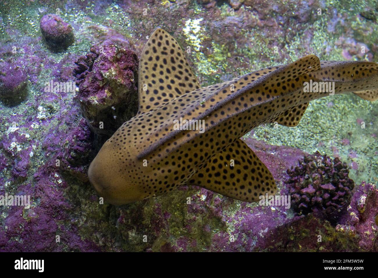 Zebra shark portrait on reef background Stock Photo - Alamy