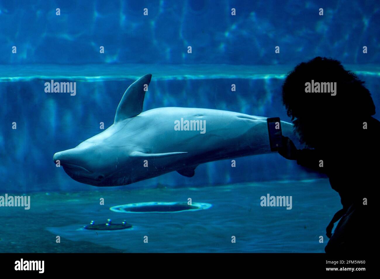 Dolphin tank hi-res stock photography and images - Alamy