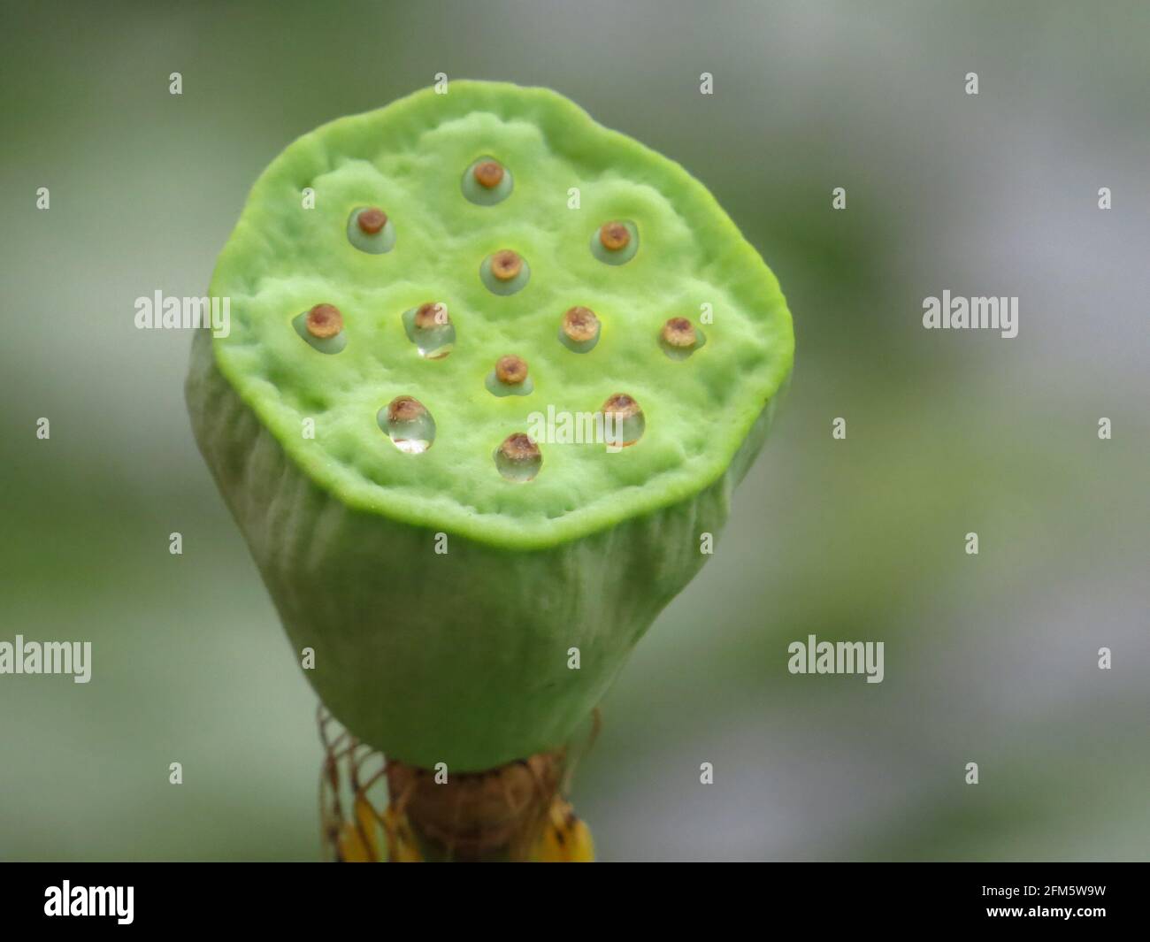 Closeup shot of a stigma of a lotus flower Stock Photo - Alamy
