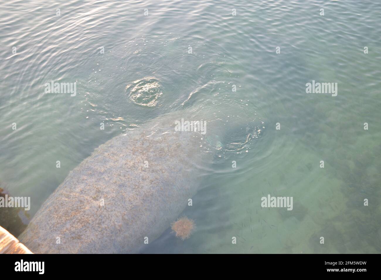 Manatee "sea cow" aquatic animals underwater Stock Photo - Alamy