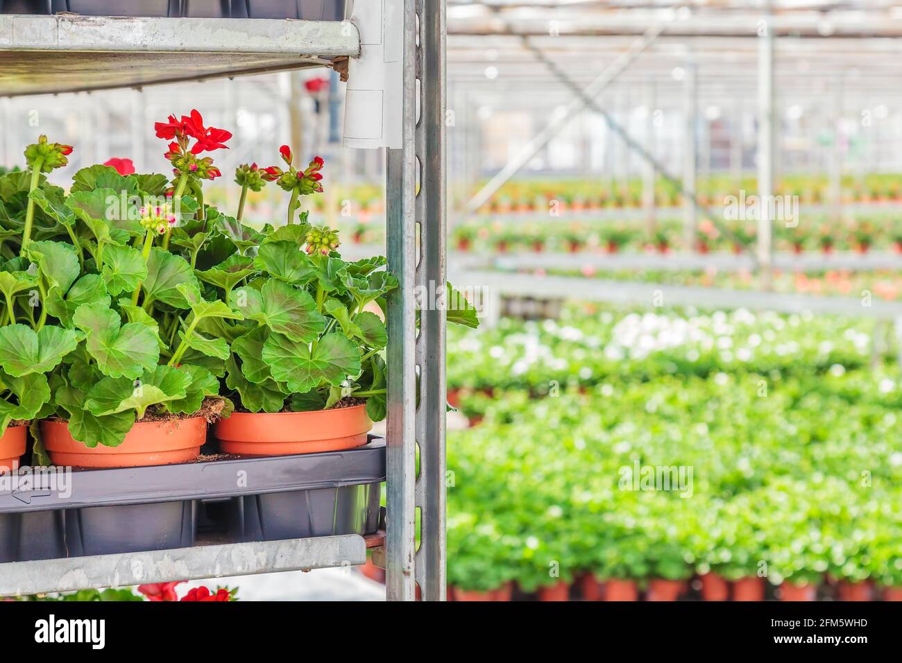 Crates with Dutch geranium plants in a greenhouse ready for export ...