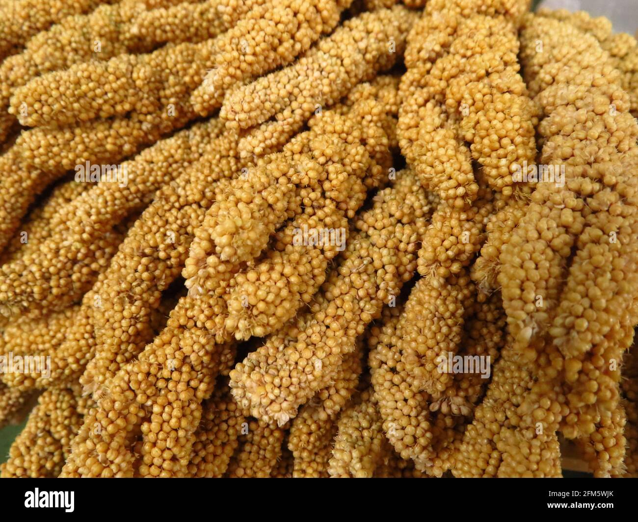 Foxtail millet seeds hi-res stock photography and images - Alamy
