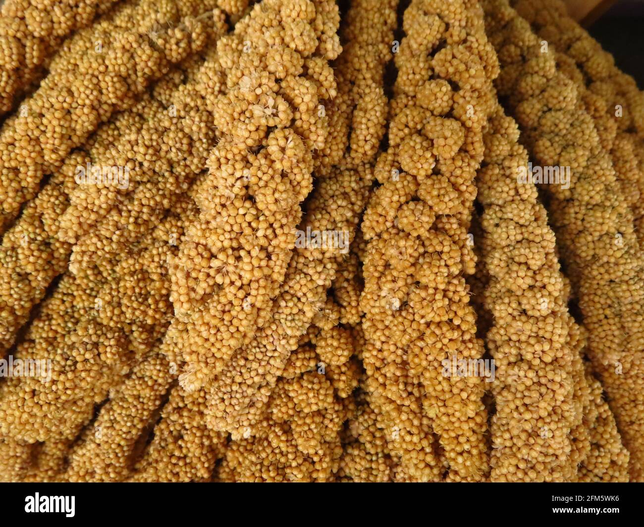 Millet plants hi-res stock photography and images - Alamy