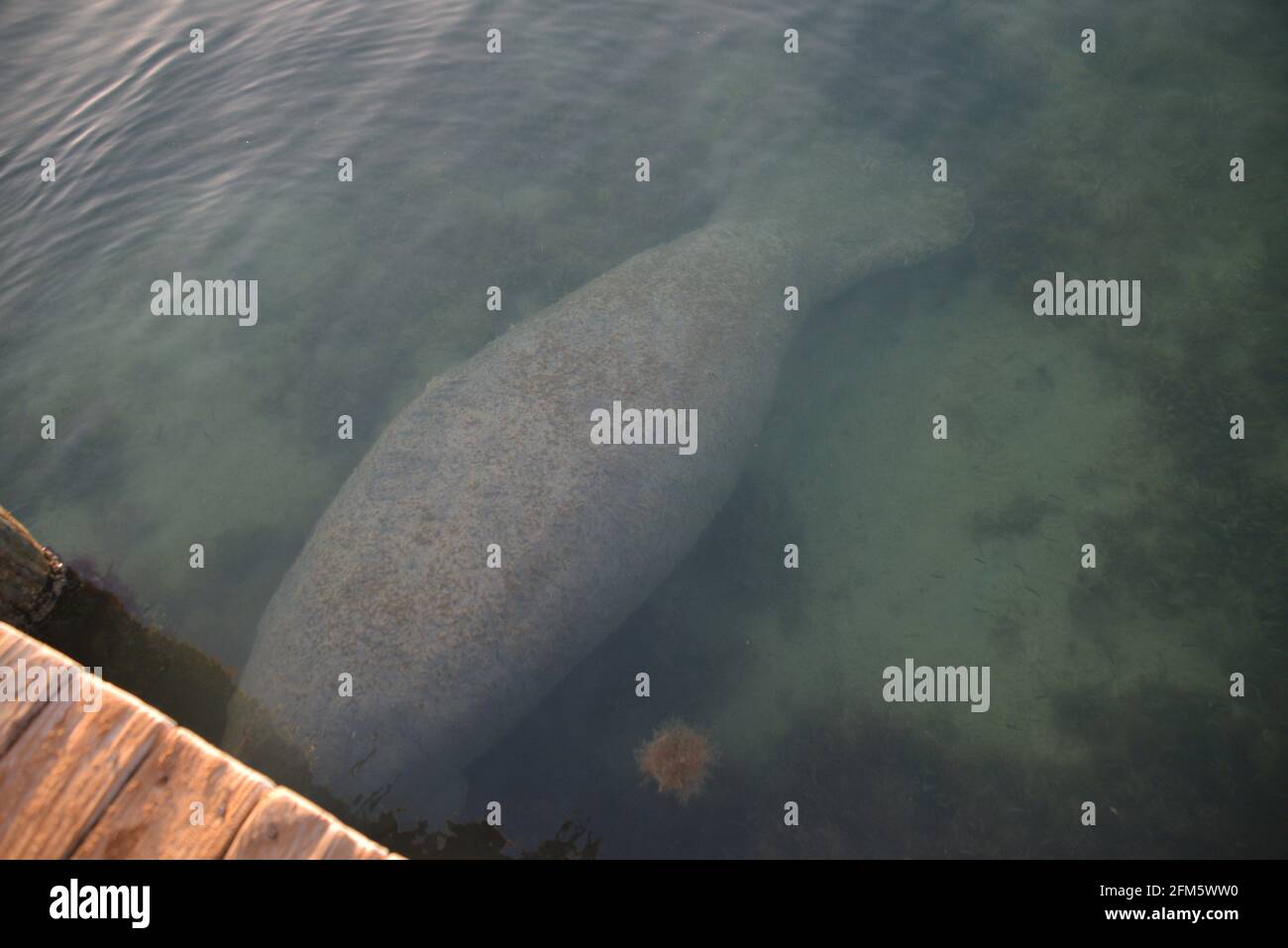 Manatee "sea cow" aquatic animals underwater Stock Photo - Alamy