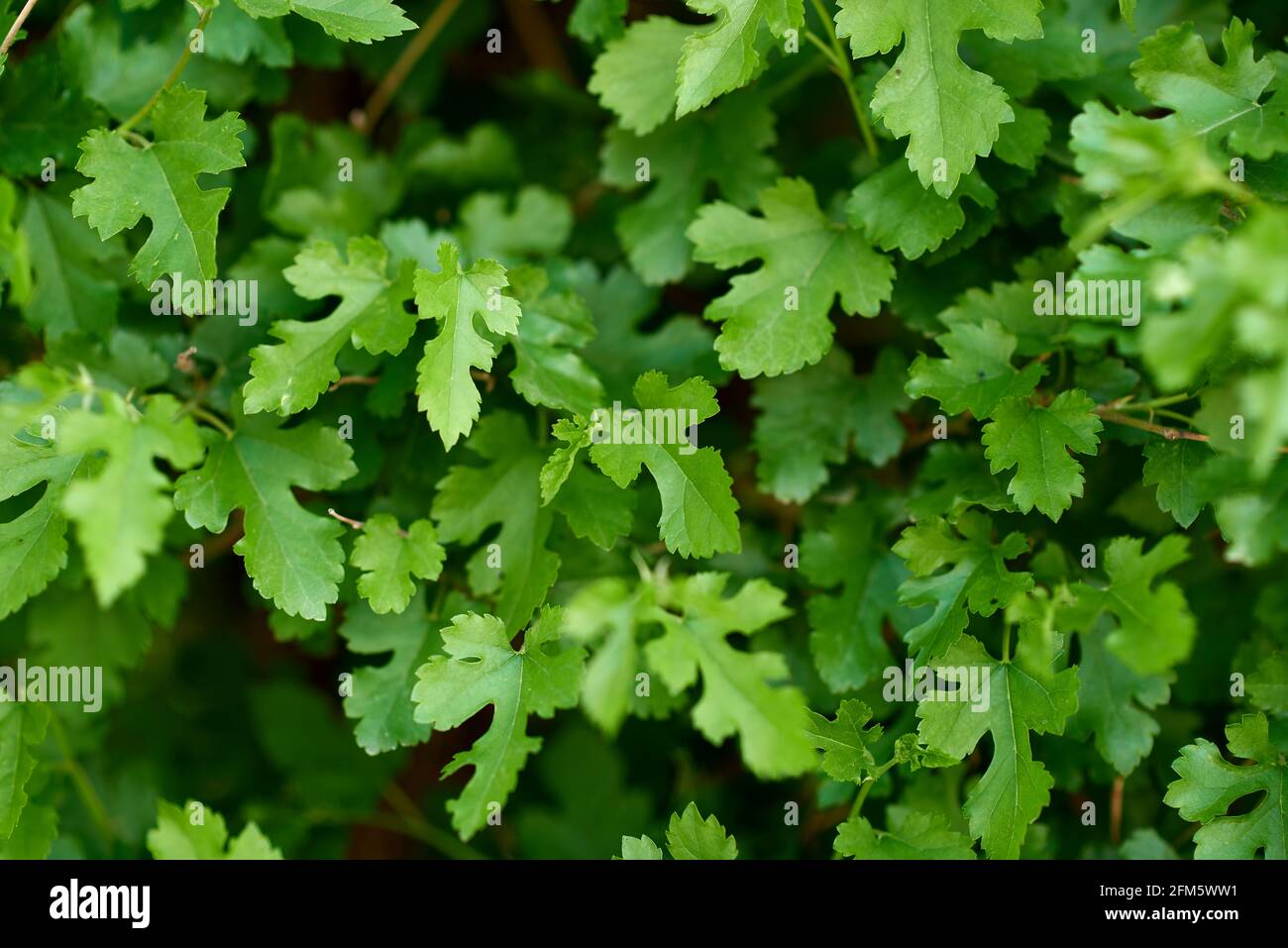 Five toed hi-res stock photography and images - Alamy