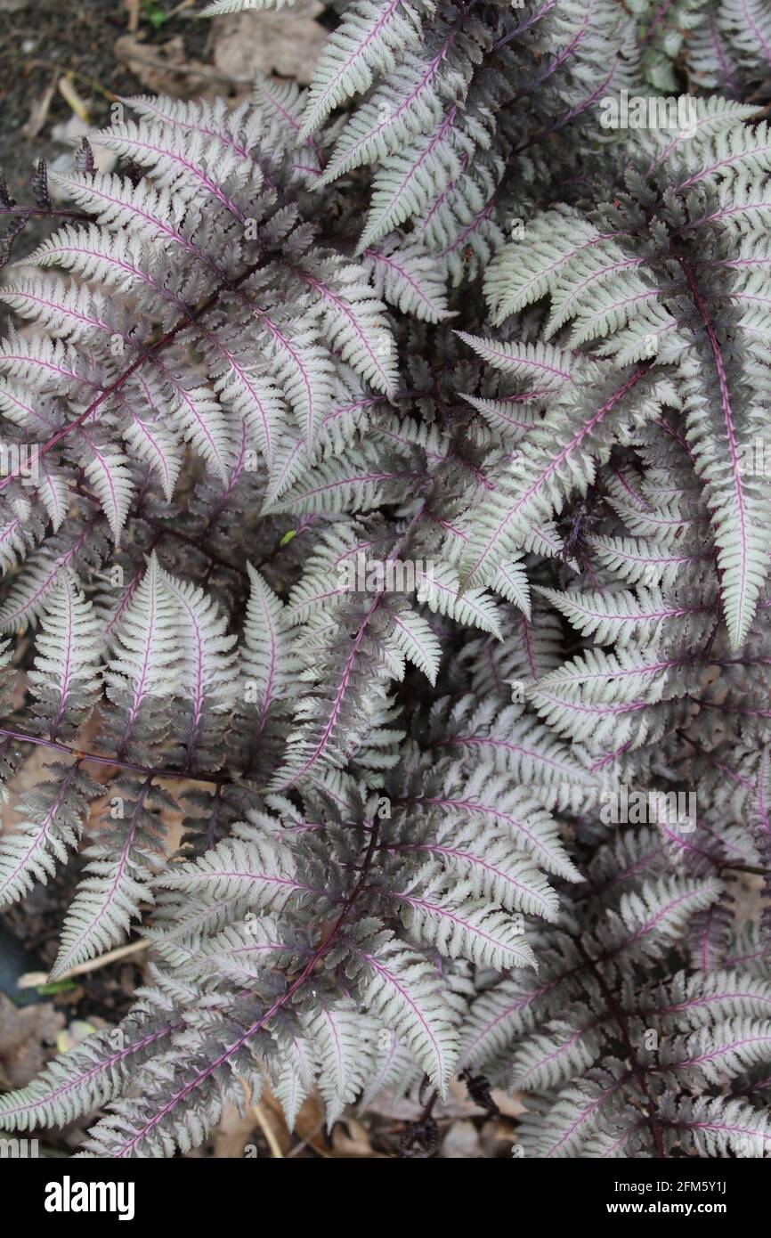 A Cluster of Red Japanese Painted Ferns Stock Photo - Alamy