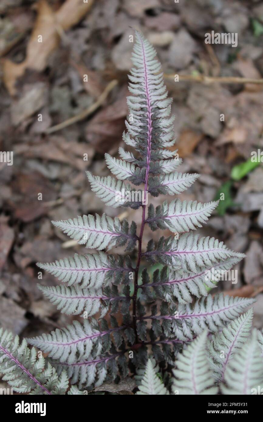 Unusual variant hi-res stock photography and images - Alamy