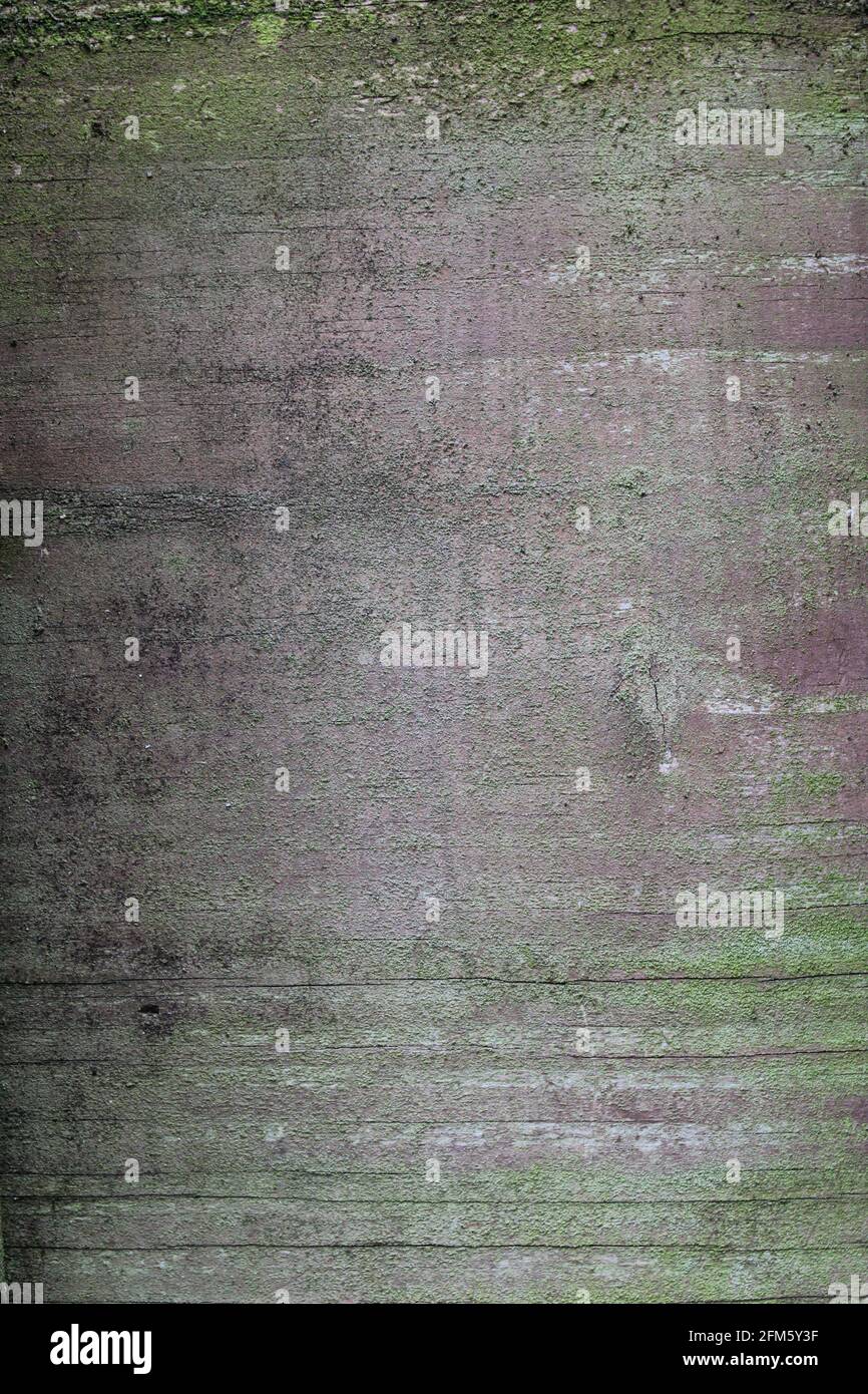Algae Growing on an Old Deck Board Stock Photo - Alamy