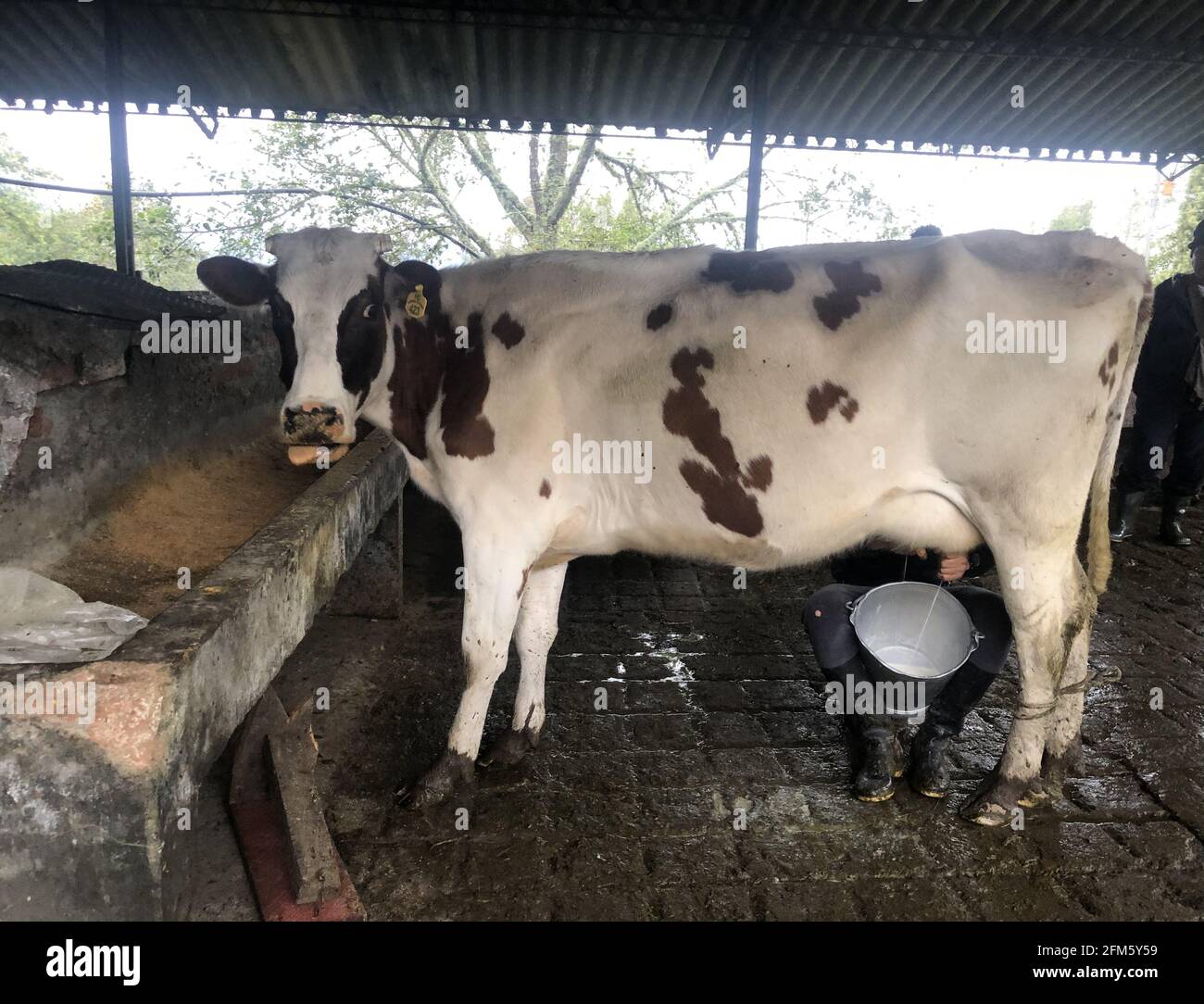 Farmer milking a cow bucket hi-res stock photography and images - Alamy