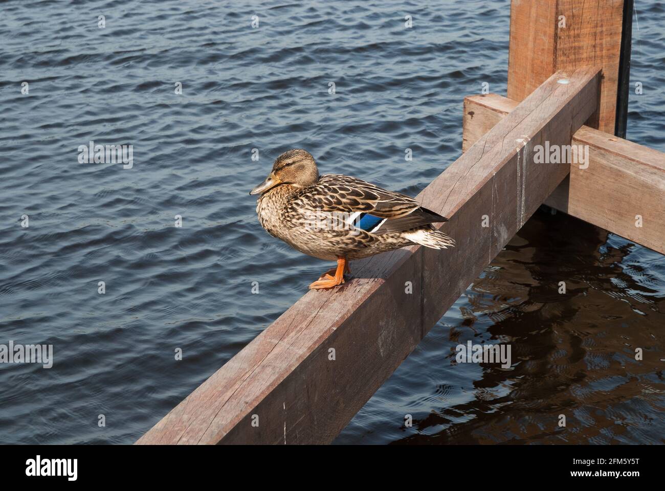 Netherlands duck hi-res stock photography and images - Alamy